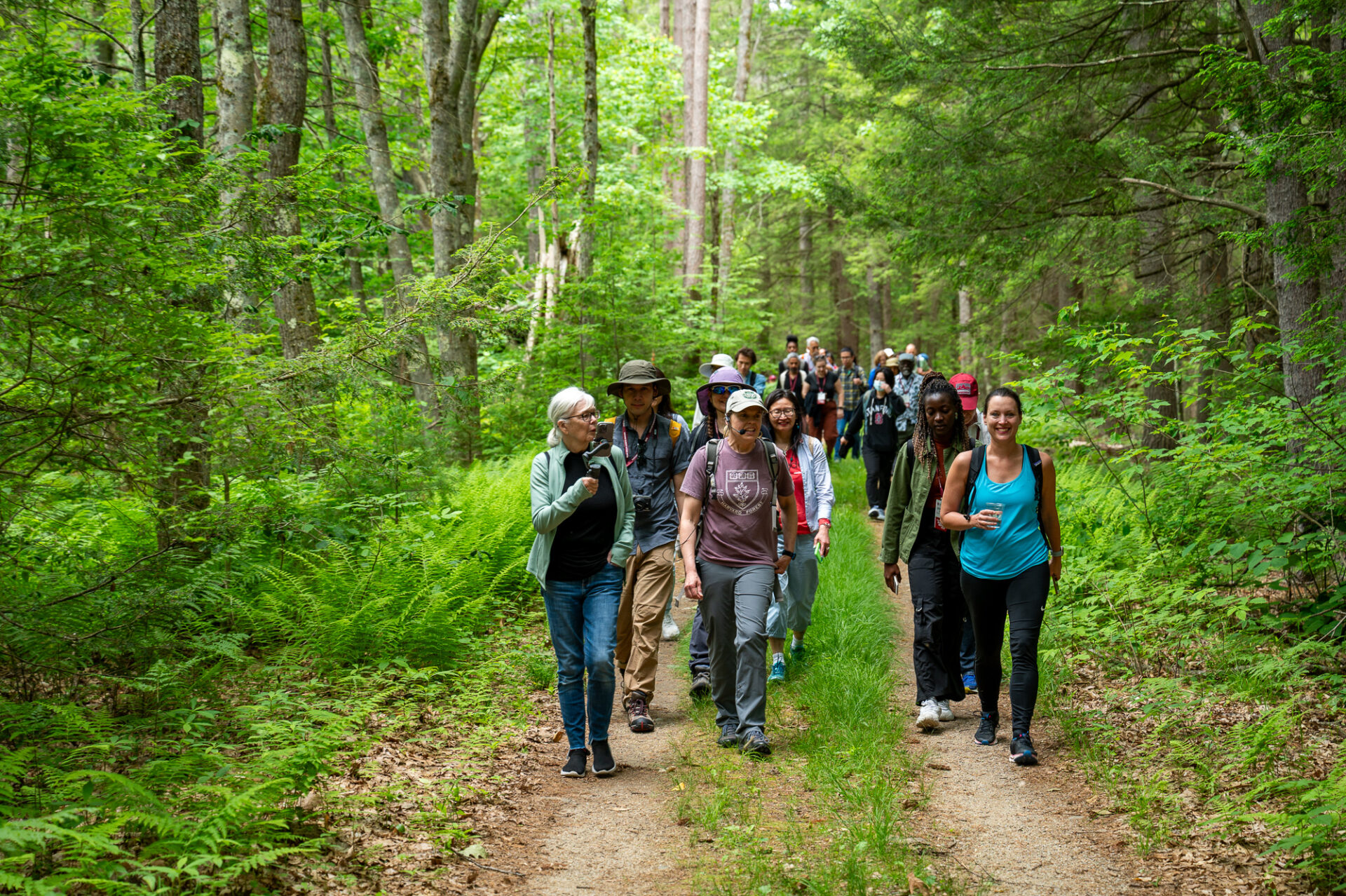 A decades-long ecological experiment runs in Harvard Forest - The ...