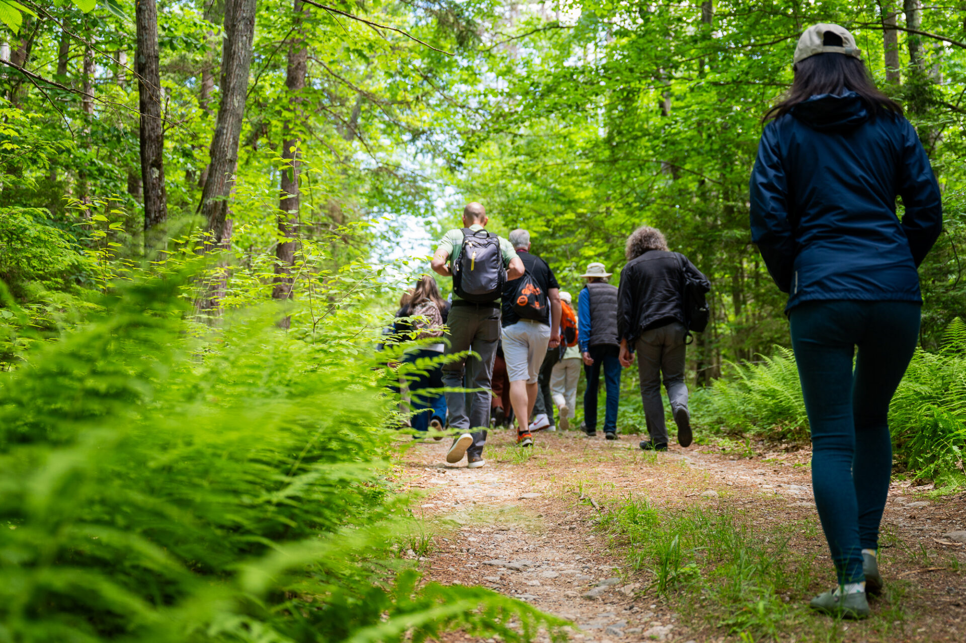 A decades-long ecological experiment runs in Harvard Forest - The ...