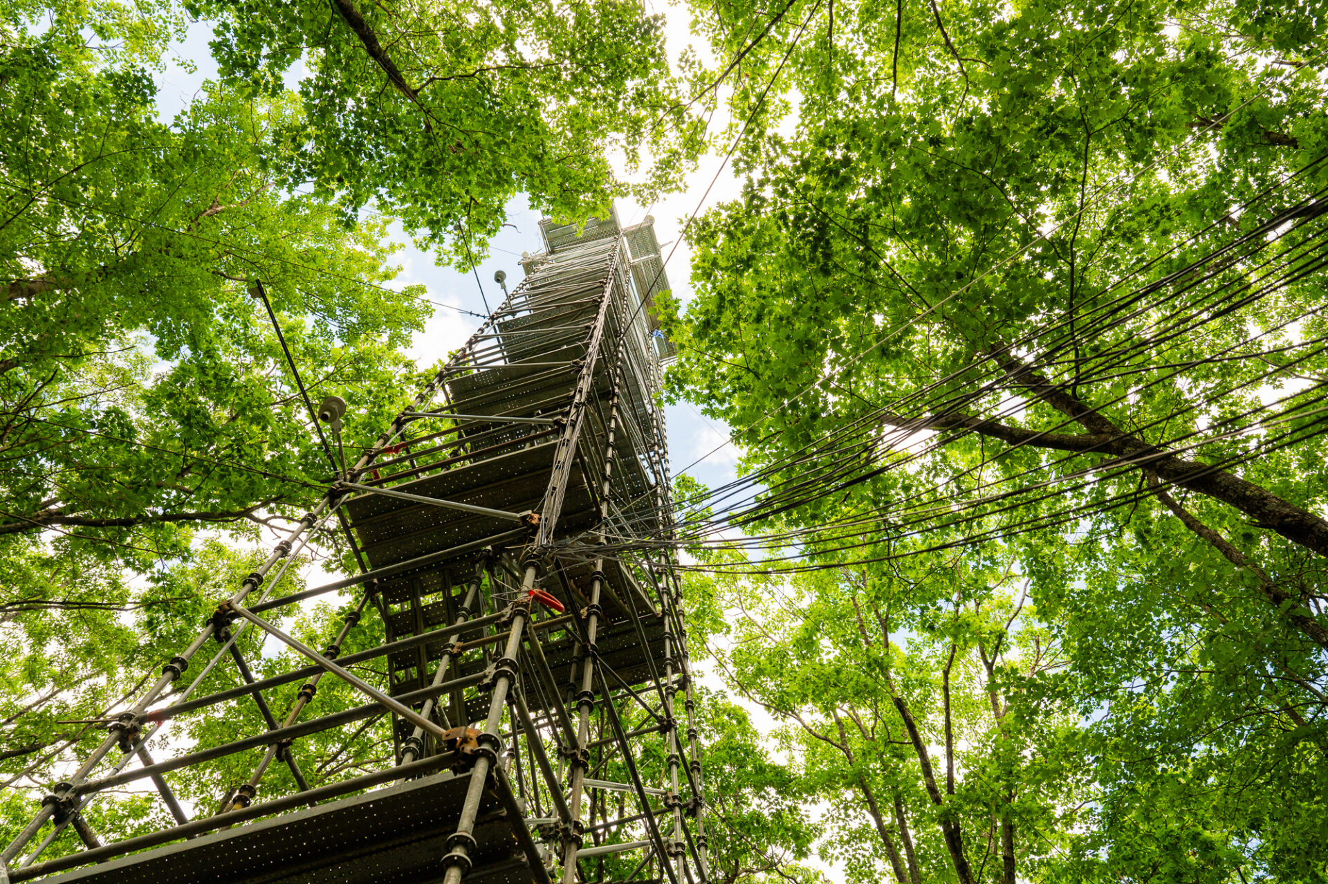 A decades-long ecological experiment runs in Harvard Forest - The ...
